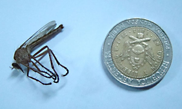 Y Se Hizo De Noche: Super mosquito en Santiago del Estero